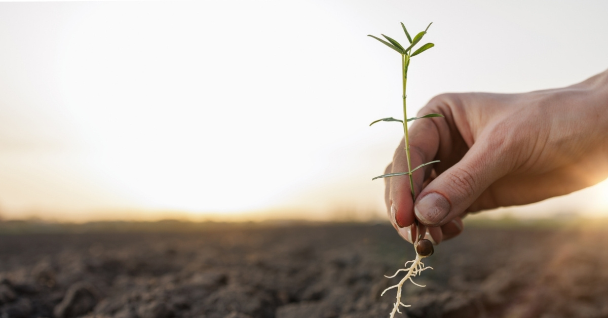 Rooted: Letting Go of Urgency in the New Year | Cornerstone Christian ...